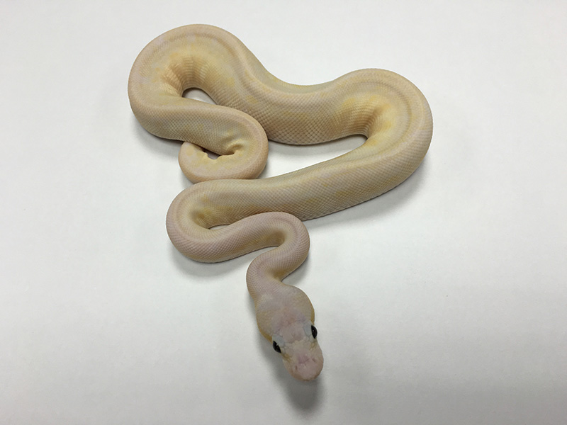 Morph List - World of Ball Pythons