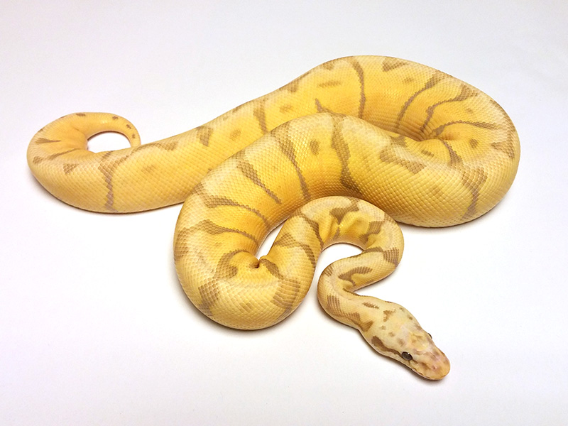 Morph List - World of Ball Pythons