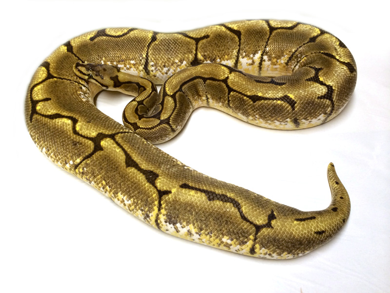 Morph List - World of Ball Pythons