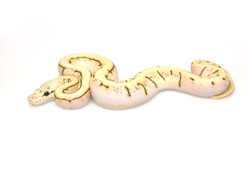 Morph List - World of Ball Pythons