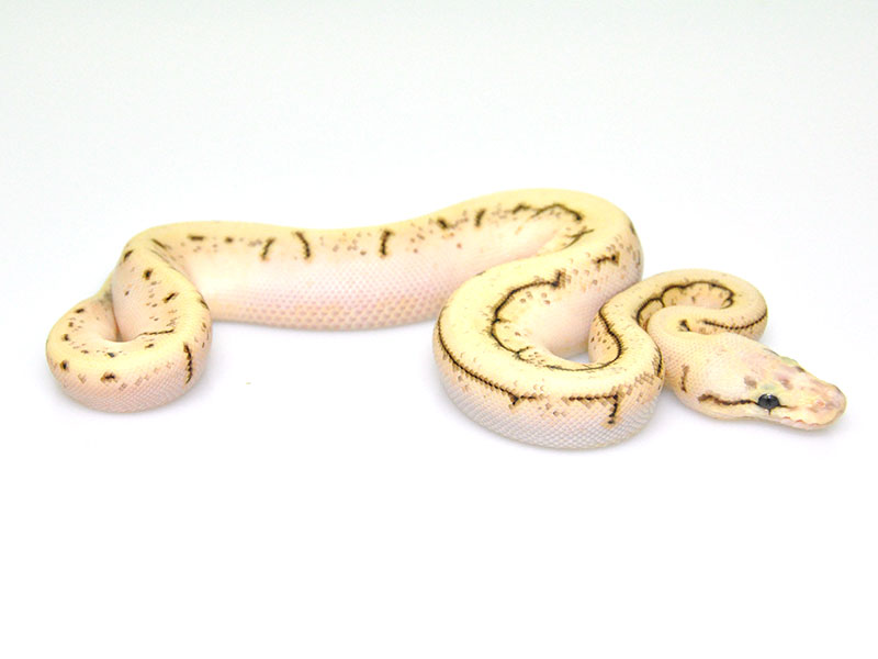 Morph List - World of Ball Pythons