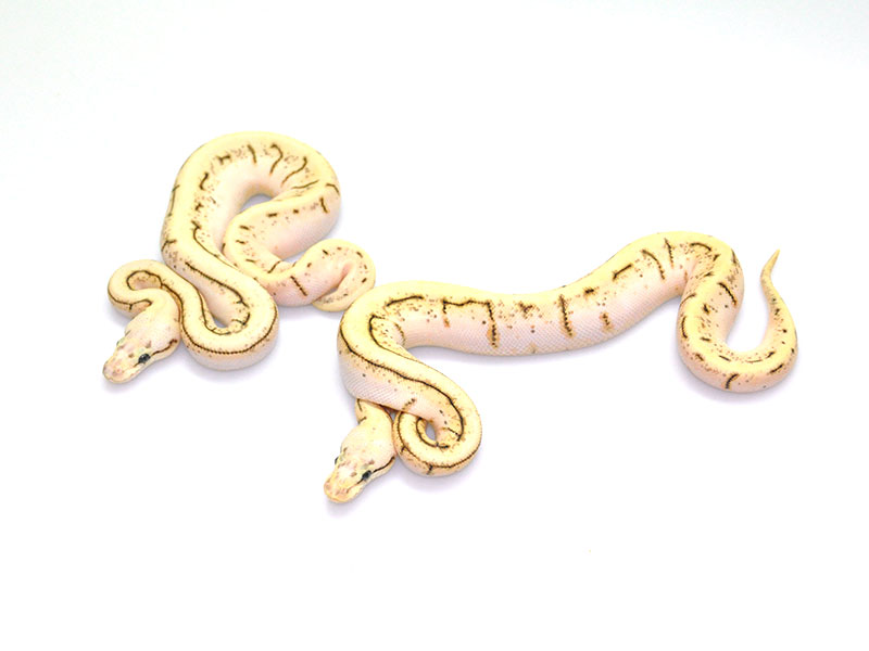 Morph List - World of Ball Pythons