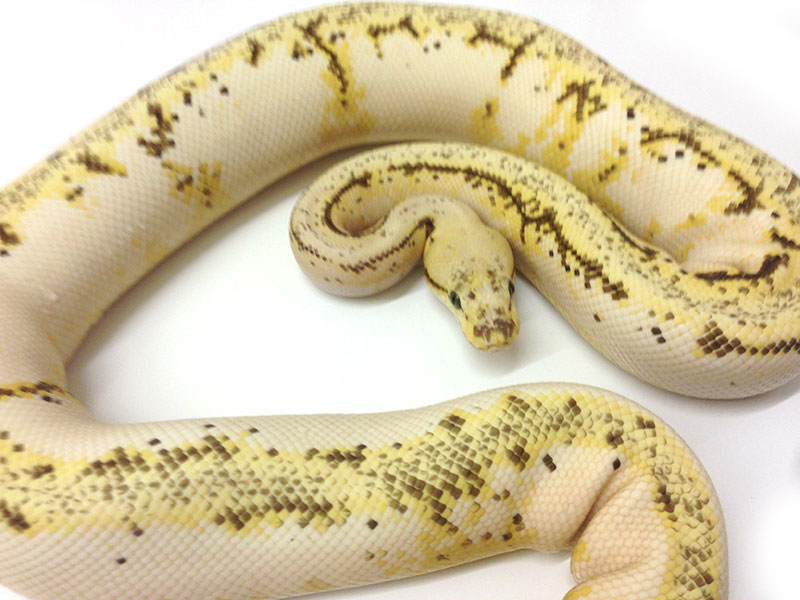 Morph List - World of Ball Pythons