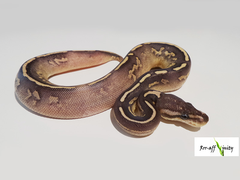 Morph List - World of Ball Pythons