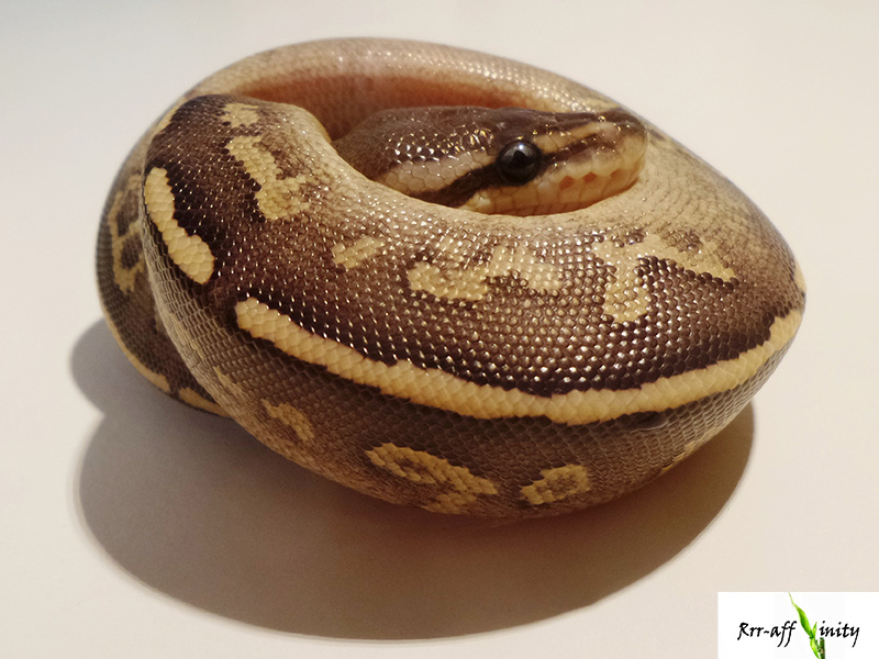 Morph List - World of Ball Pythons