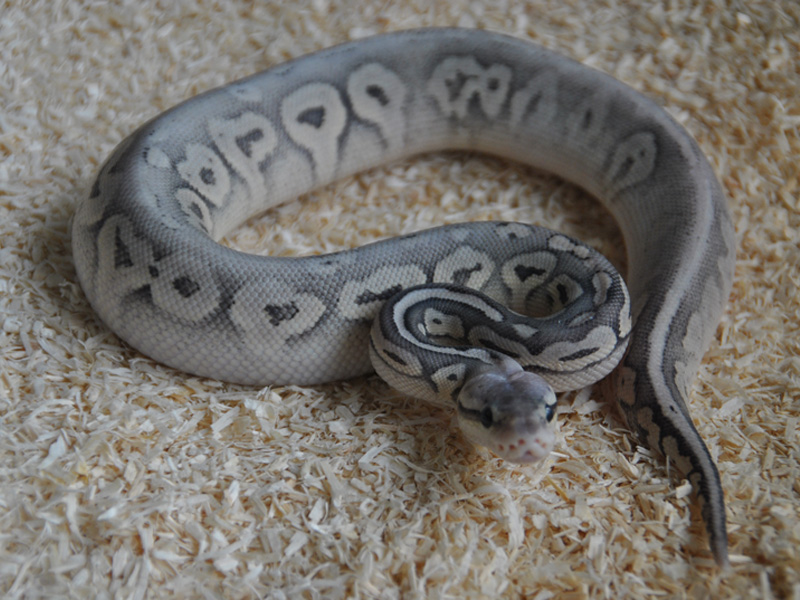 Morph List - World of Ball Pythons