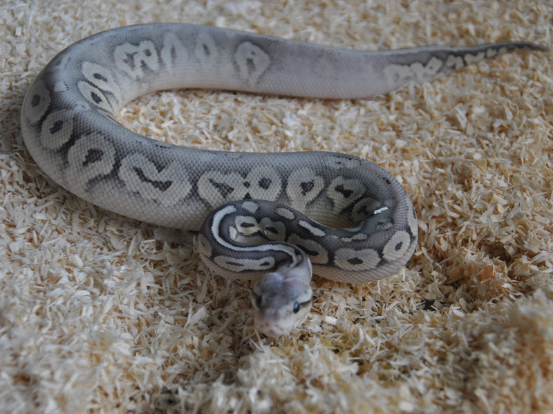 Morph List - World of Ball Pythons