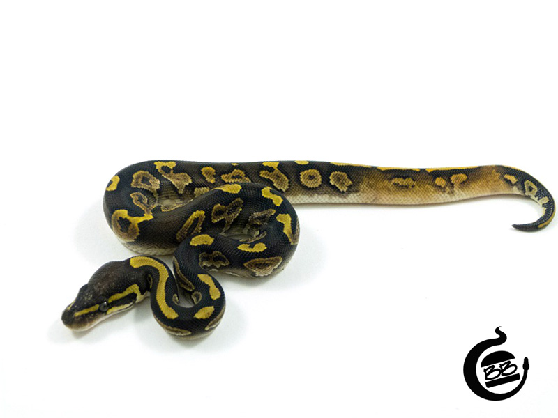 Morph List - World of Ball Pythons