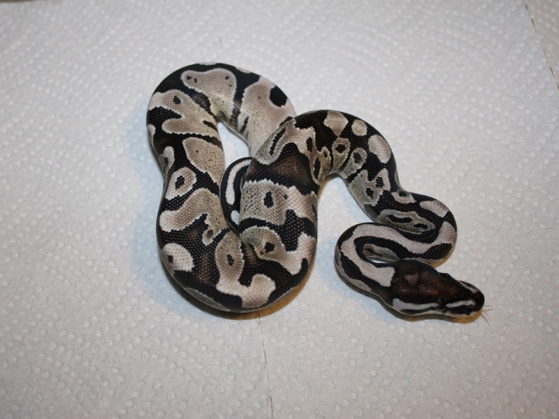 Morph List - World of Ball Pythons