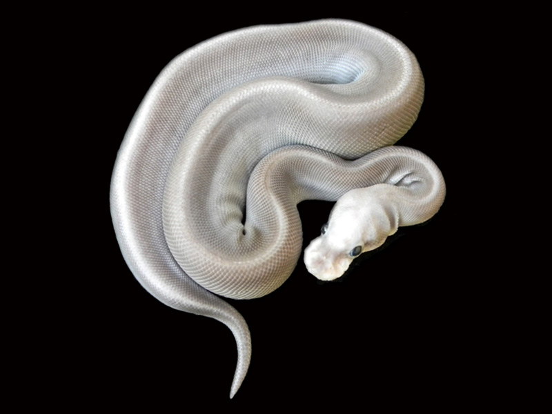 Morph List - World of Ball Pythons