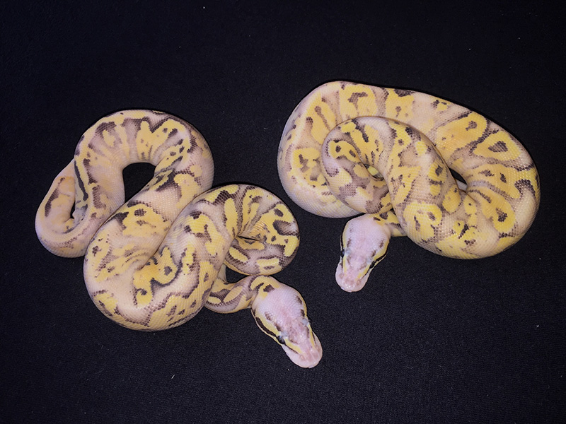 Morph List - World of Ball Pythons