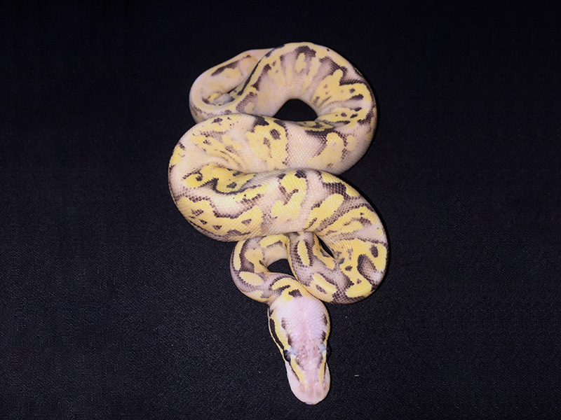 Morph List - World of Ball Pythons