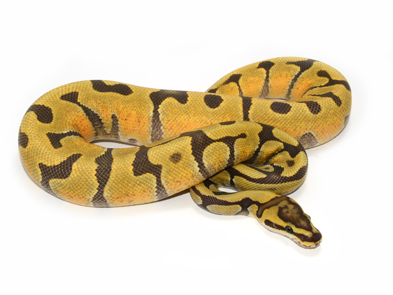 Super Enchi Ghost - Morph List - World of Ball Pythons