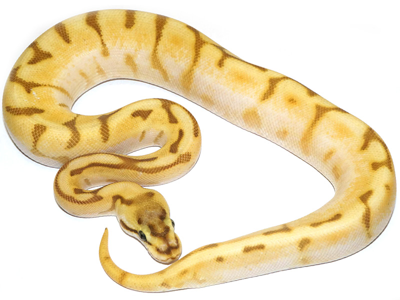 Super Enchi Harlequin Lesser Pastel Spider - Morph List - World of Ball ...