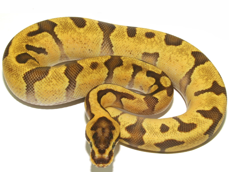 Morph List - World of Ball Pythons