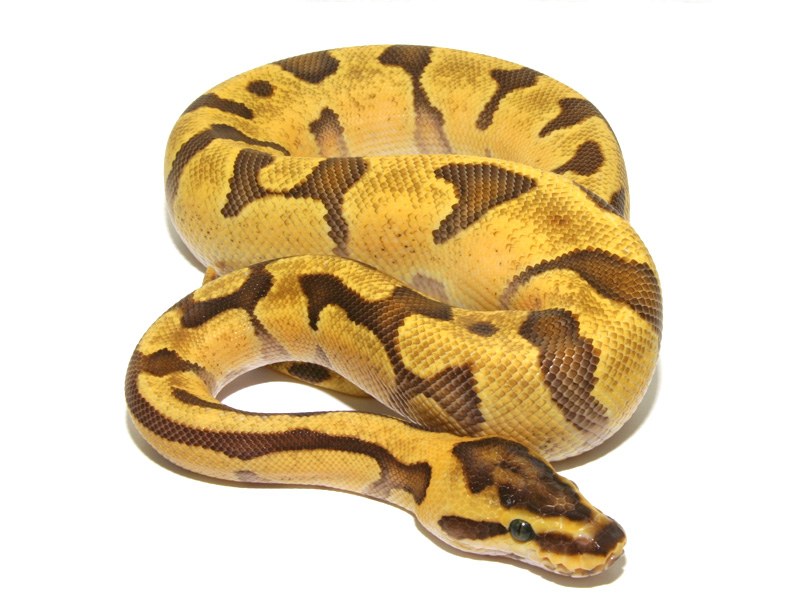Morph List - World of Ball Pythons