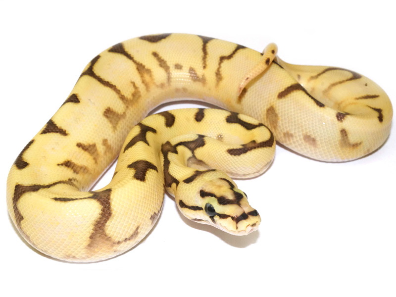 Morph List - World of Ball Pythons