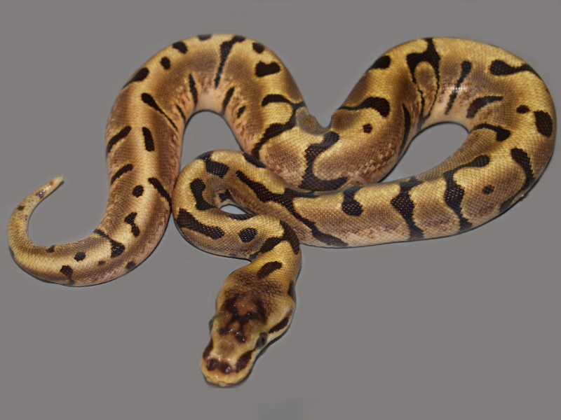 Morph List - World of Ball Pythons