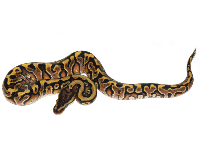 Morph List - World of Ball Pythons