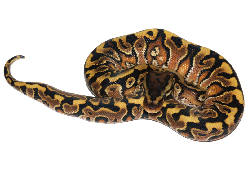 Morph List - World of Ball Pythons