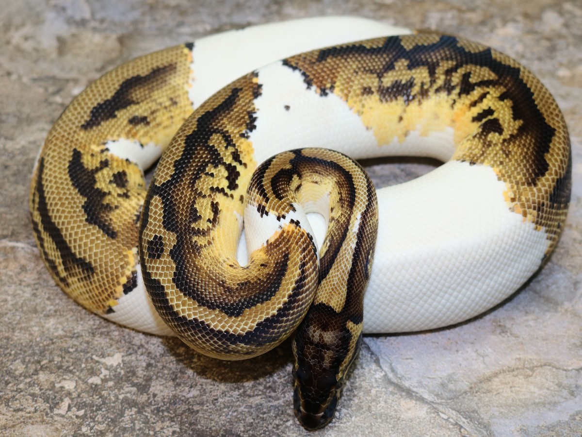 Morph List - World of Ball Pythons