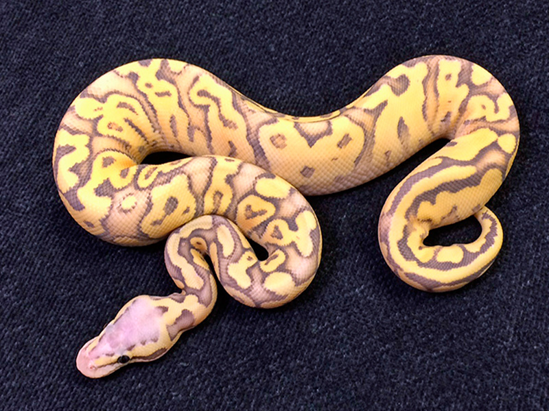 Morph List - World of Ball Pythons