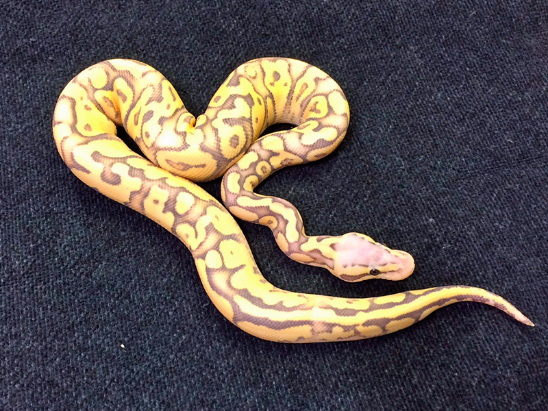 Morph List - World of Ball Pythons