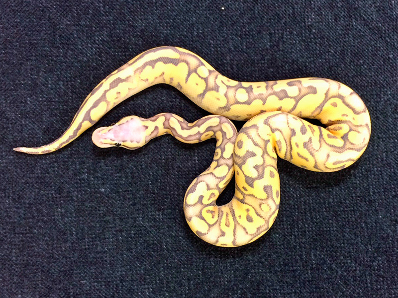 Morph List - World of Ball Pythons