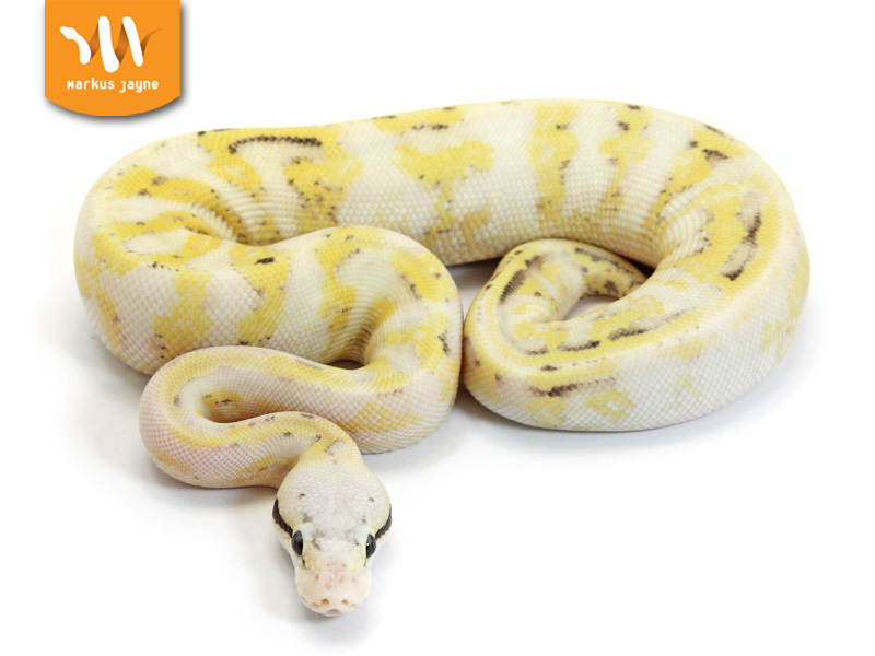 Morph List - World of Ball Pythons