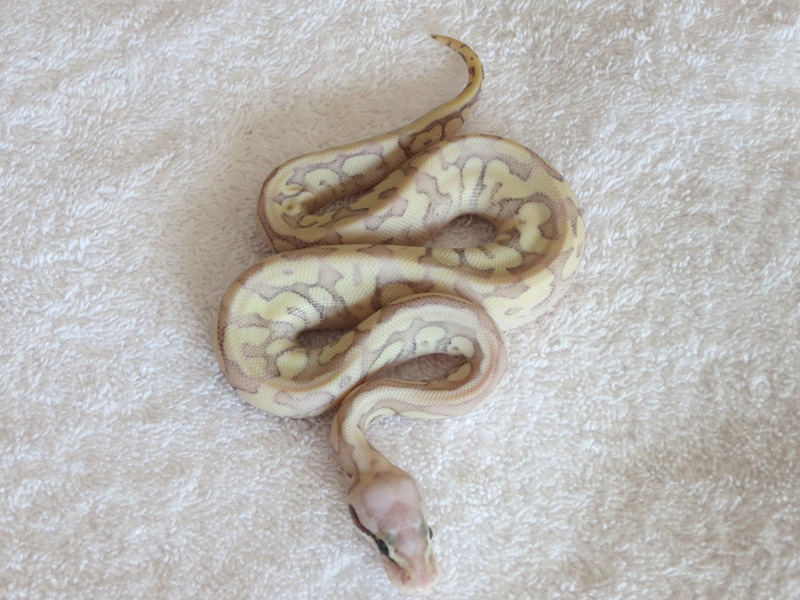 Morph List - World of Ball Pythons