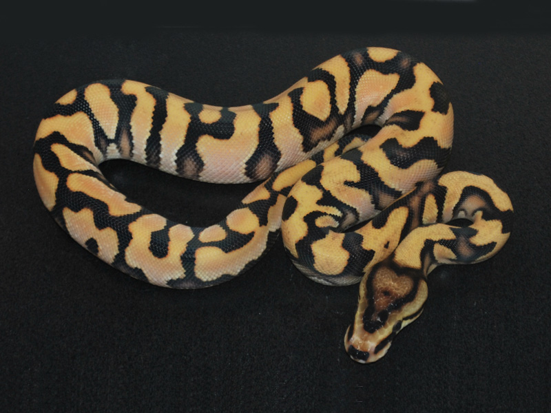 Morph List - World of Ball Pythons