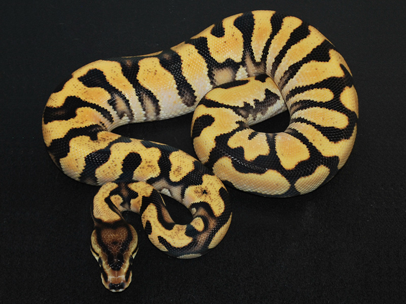 Morph List - World of Ball Pythons