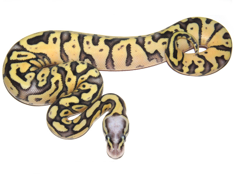 Morph List - World of Ball Pythons