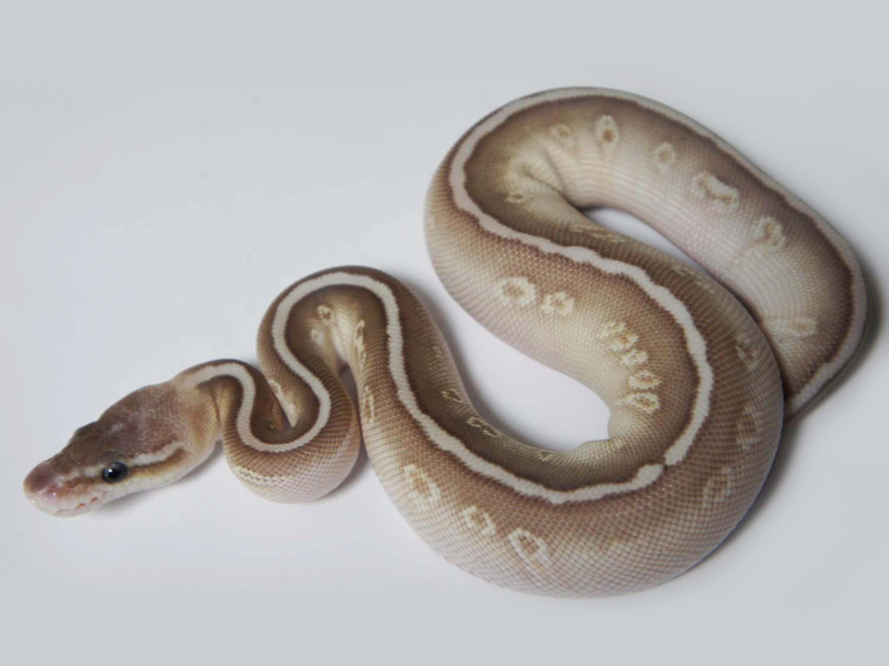 Pastel Soulsucker Ball Python