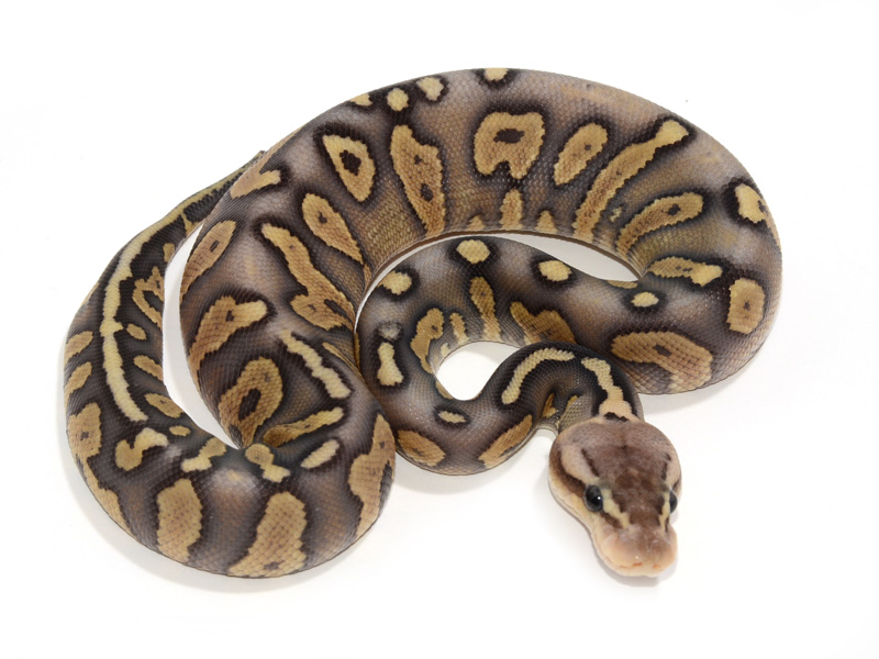 Morph List - World of Ball Pythons