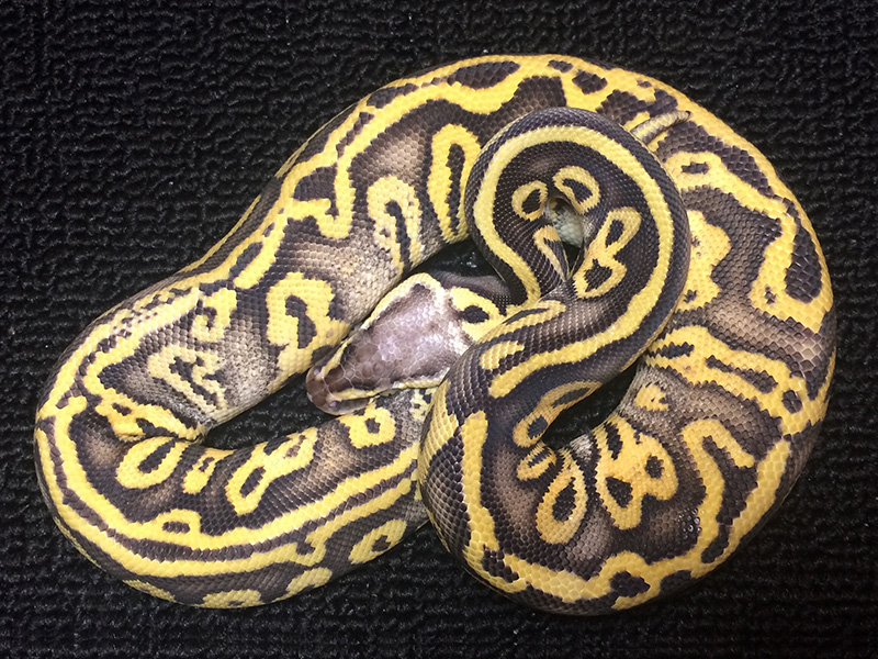 Pastel Yellow Belly Ball Python