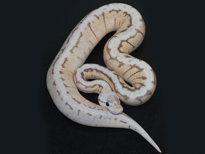 Morph List - World of Ball Pythons