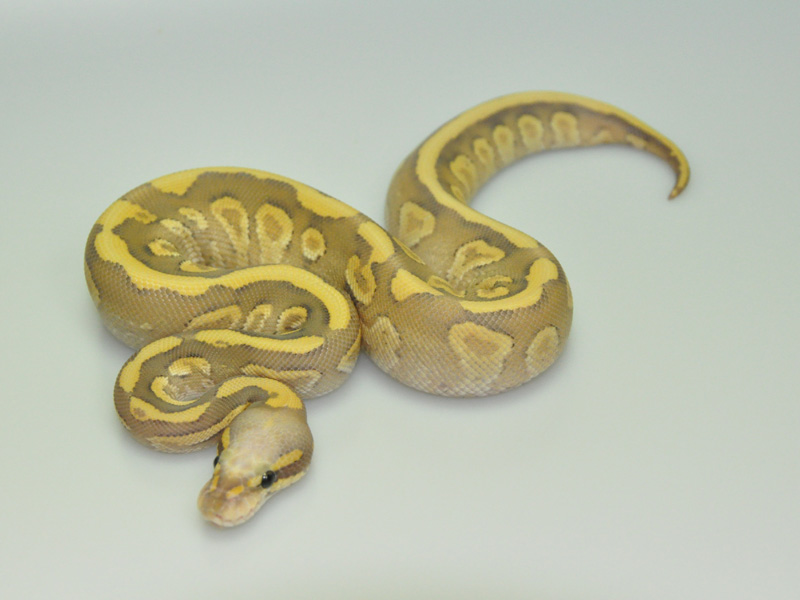 Morph List - World of Ball Pythons