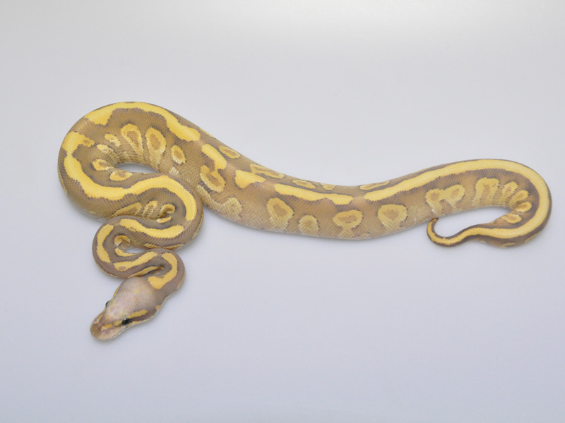 Morph List - World of Ball Pythons