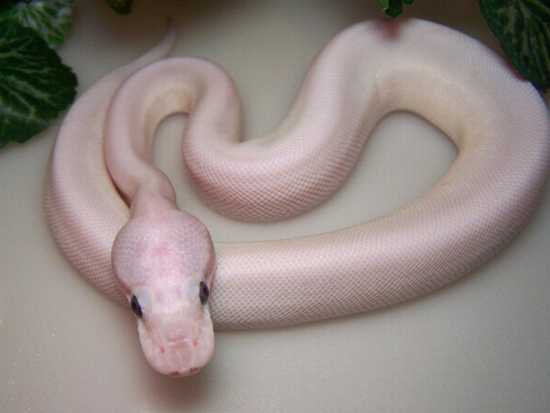 Morph List - World of Ball Pythons