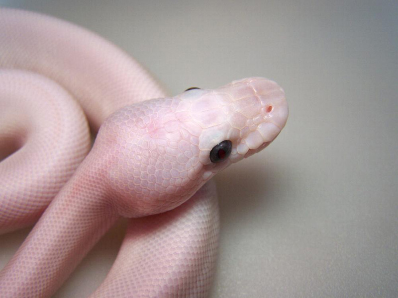 Morph List - World of Ball Pythons