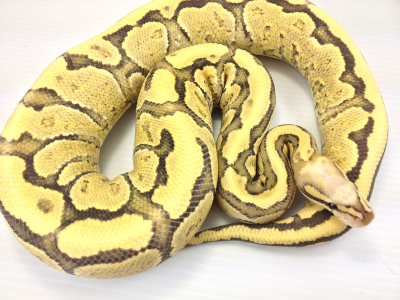 Morph List - World of Ball Pythons