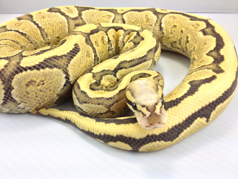 Morph List - World of Ball Pythons