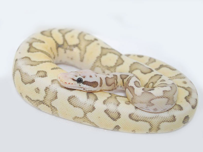 Morph List - World of Ball Pythons