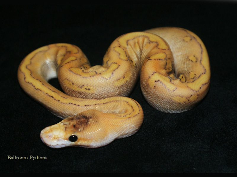 Morph List - World of Ball Pythons