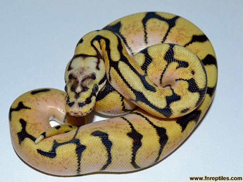 Morph List - World of Ball Pythons