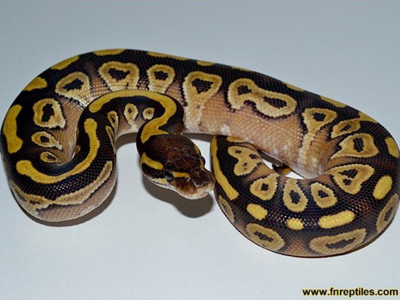 Morph List - World of Ball Pythons