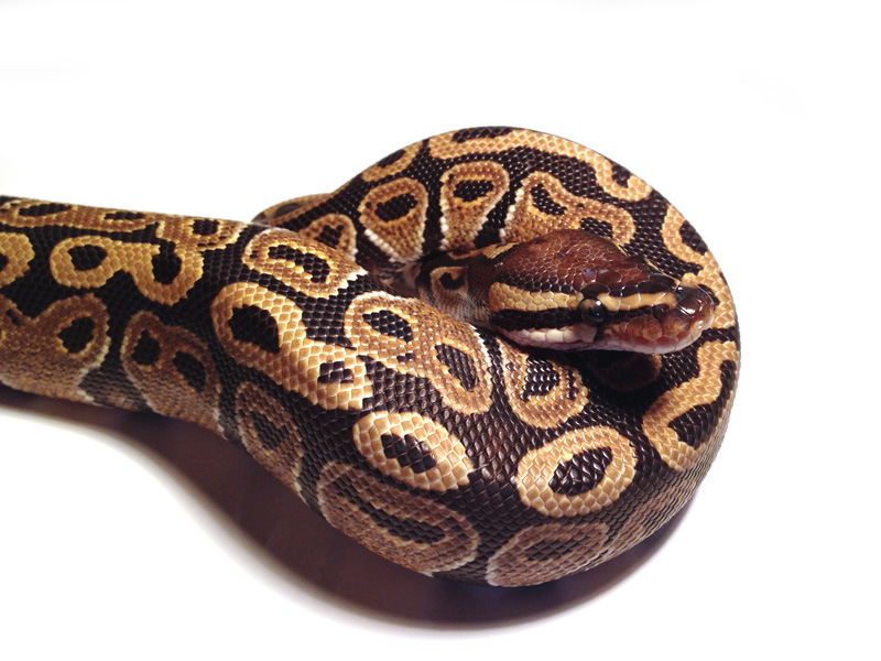 Morph List - World of Ball Pythons