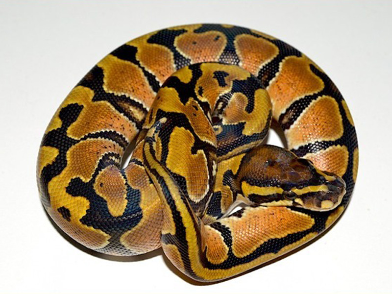 Taronja Vanilla - Morph List - World of Ball Pythons