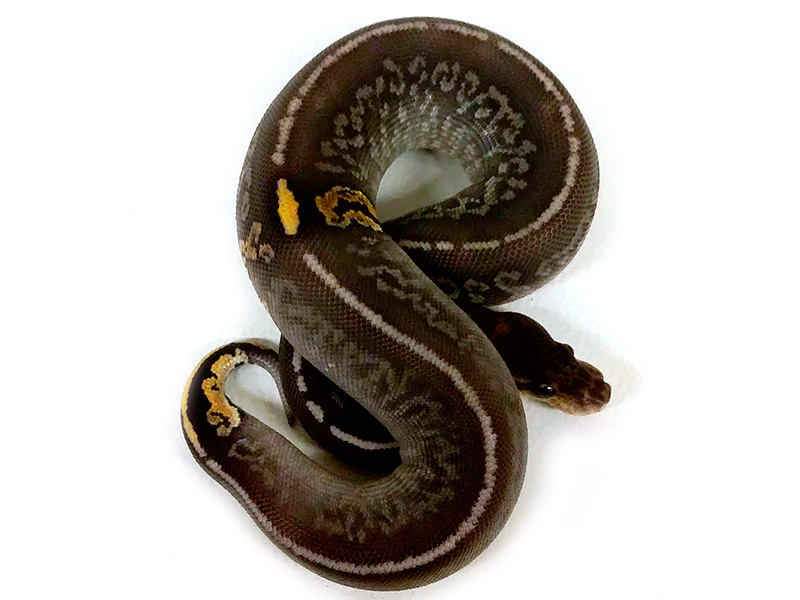 Morph List - World of Ball Pythons